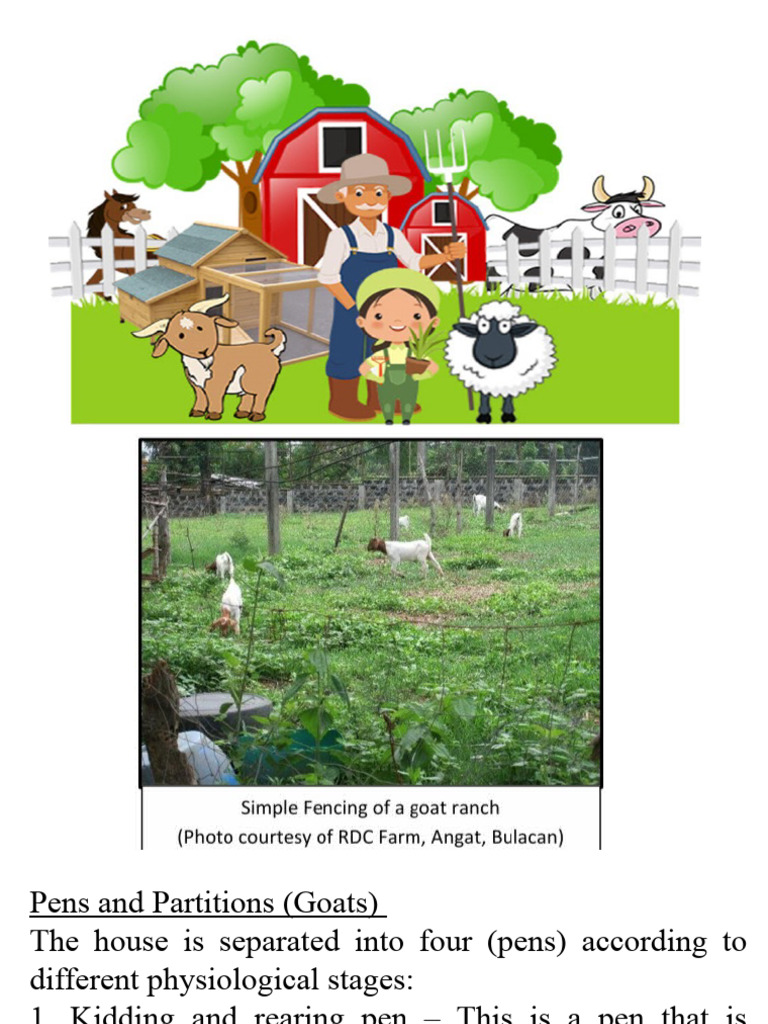 Small Ruminants | PDF | Goat | Domesticated Animals