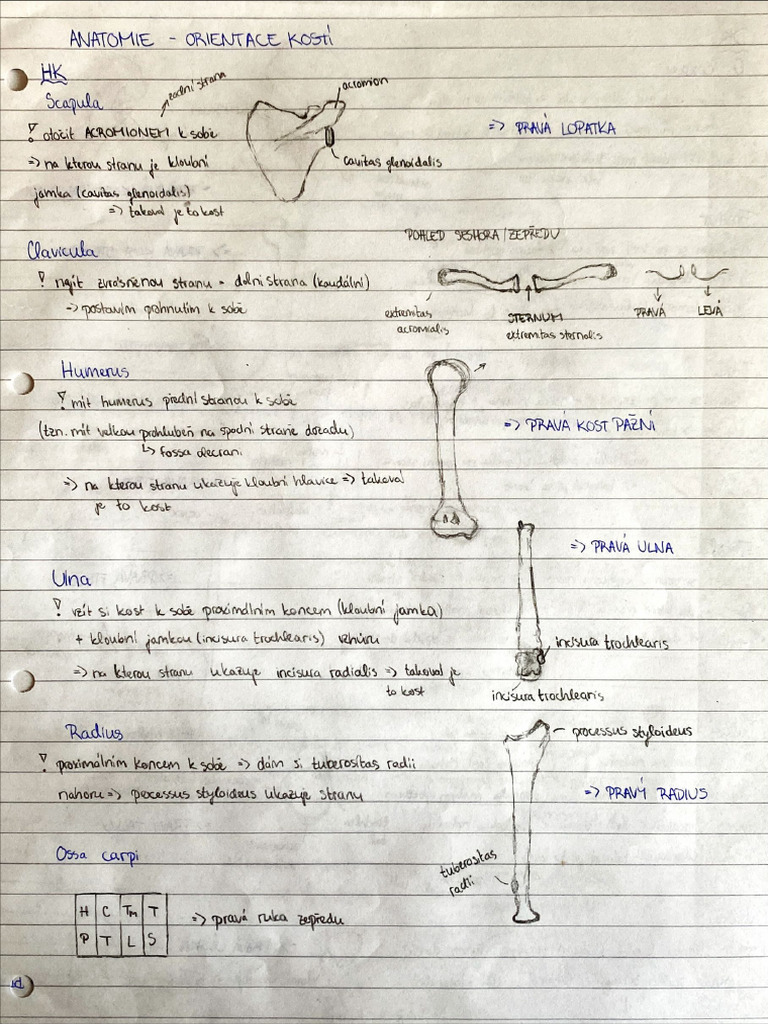 Orientace Kostí | PDF