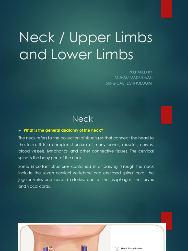 Anatomy of Neck and Limbs | PDF | Arm | Foot