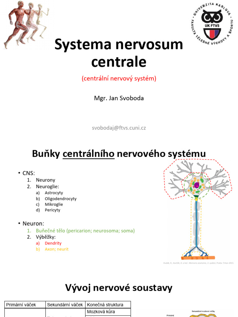 Systema Nervosum Centrale | PDF