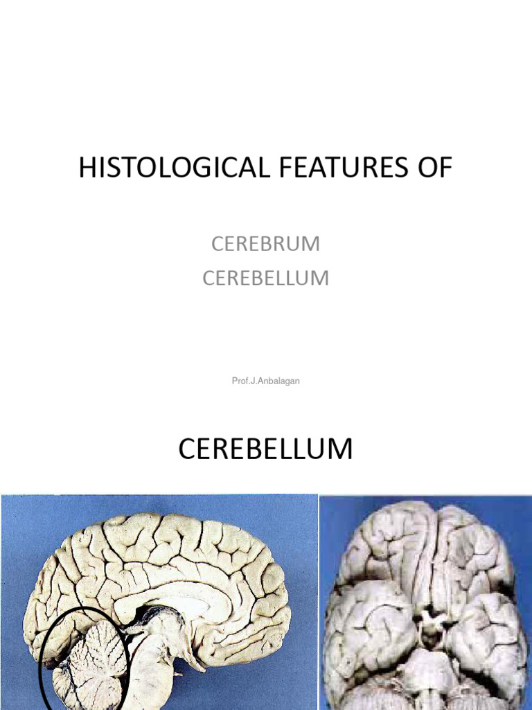 Cerebellum Histology Overview | PDF | Cerebellum | Human Anatomy