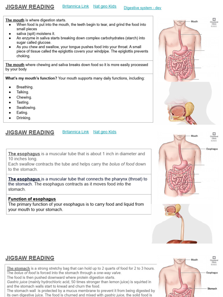 Digestive System - Jigsaw Reading | PDF | Digestion | Stomach