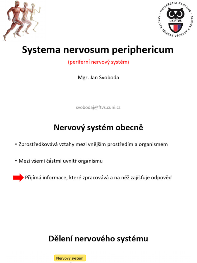 Systema Nervosum Periphericum | PDF