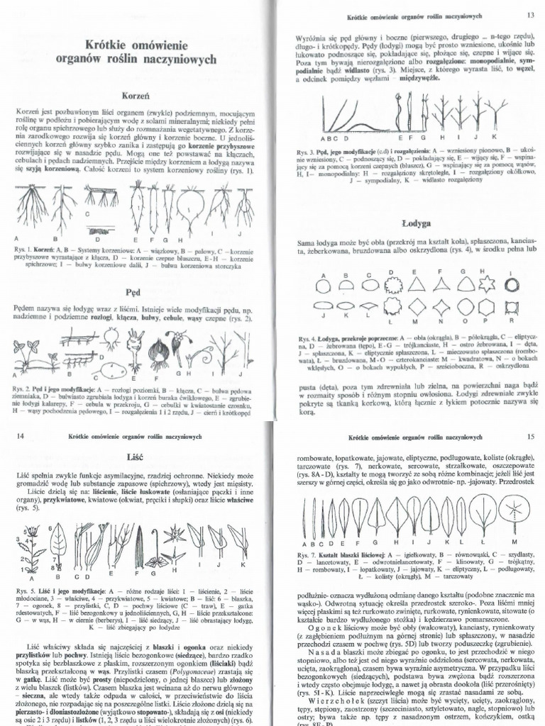 Organy Roslinne | PDF