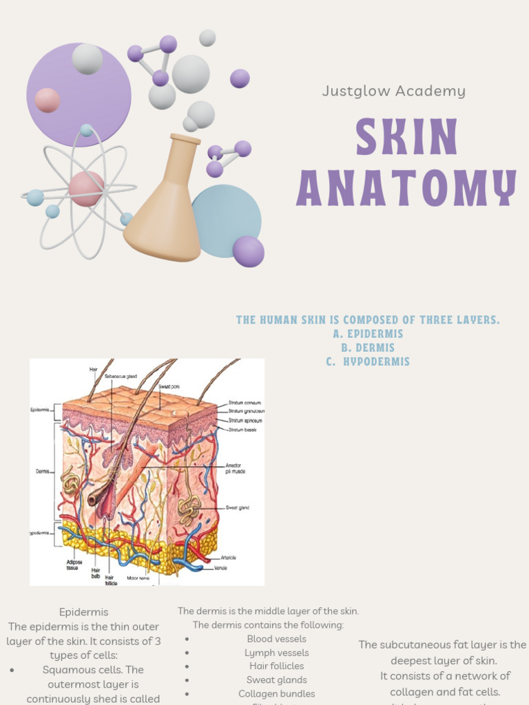 sKIN aNATOMY | PDF | Skin | Epidermis
