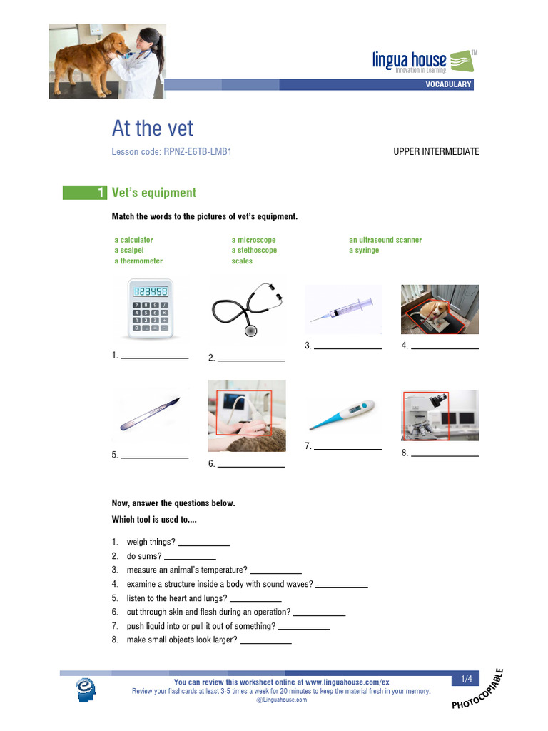 At The Vet | PDF | Pet | Diseases And Disorders