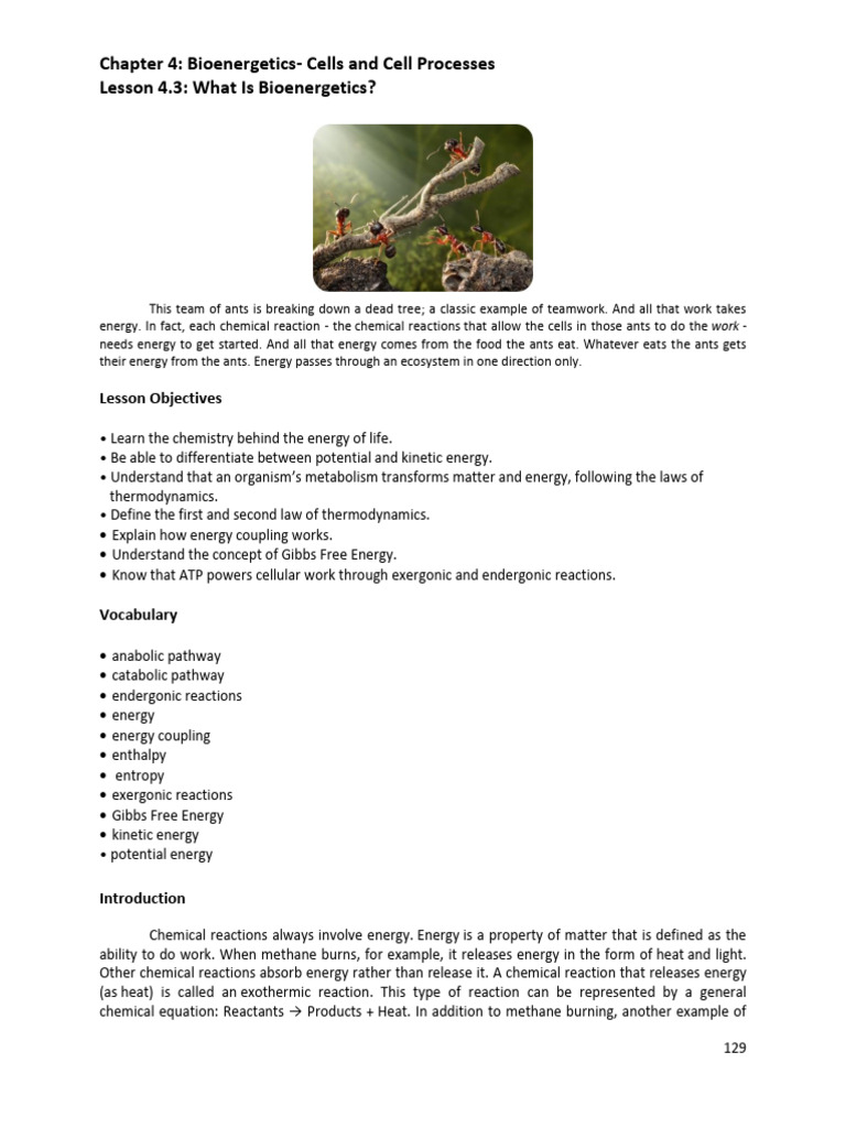 C. Chapter 4-Lesson 4.3-What Is Bioenergetics | PDF | Bioenergetics ...