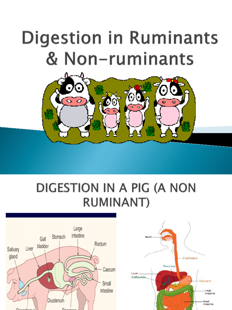 Module 4.2 - Digestion in Ruminants & Non-Ruminants | PDF | Digestion ...