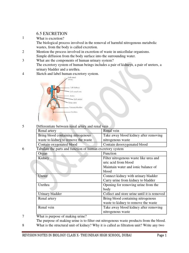 Revision Notes Excretion | PDF | Kidney | Urinary System