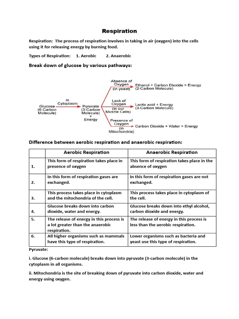 Respiration Class 10 | PDF | Cellular Respiration | Respiration