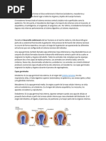 Capas Germinales | PDF | Embrión | Procesos biologicos