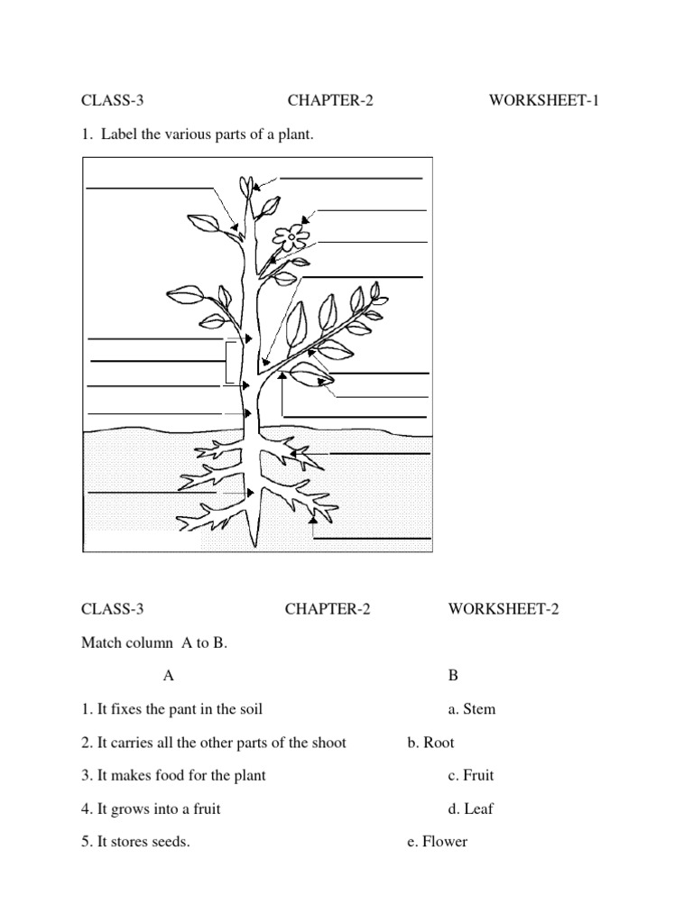 Worksheet Class 3 Chapt 12 | PDF