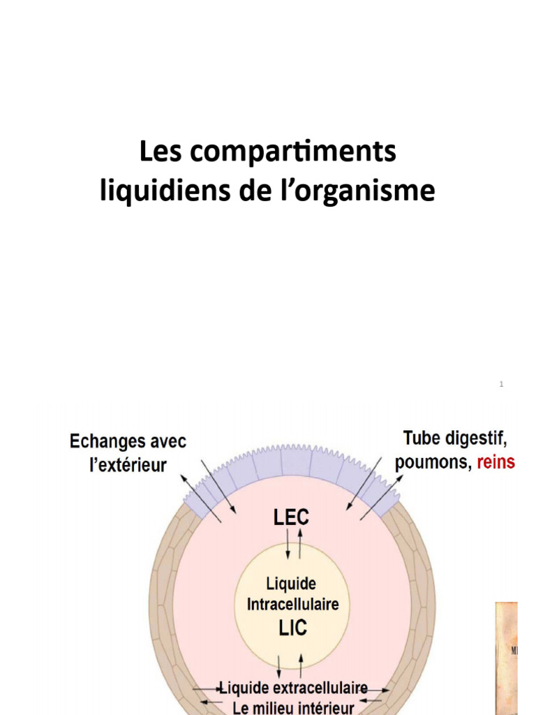 Compartiments liquidiens et osmolarité | PDF | Osmose