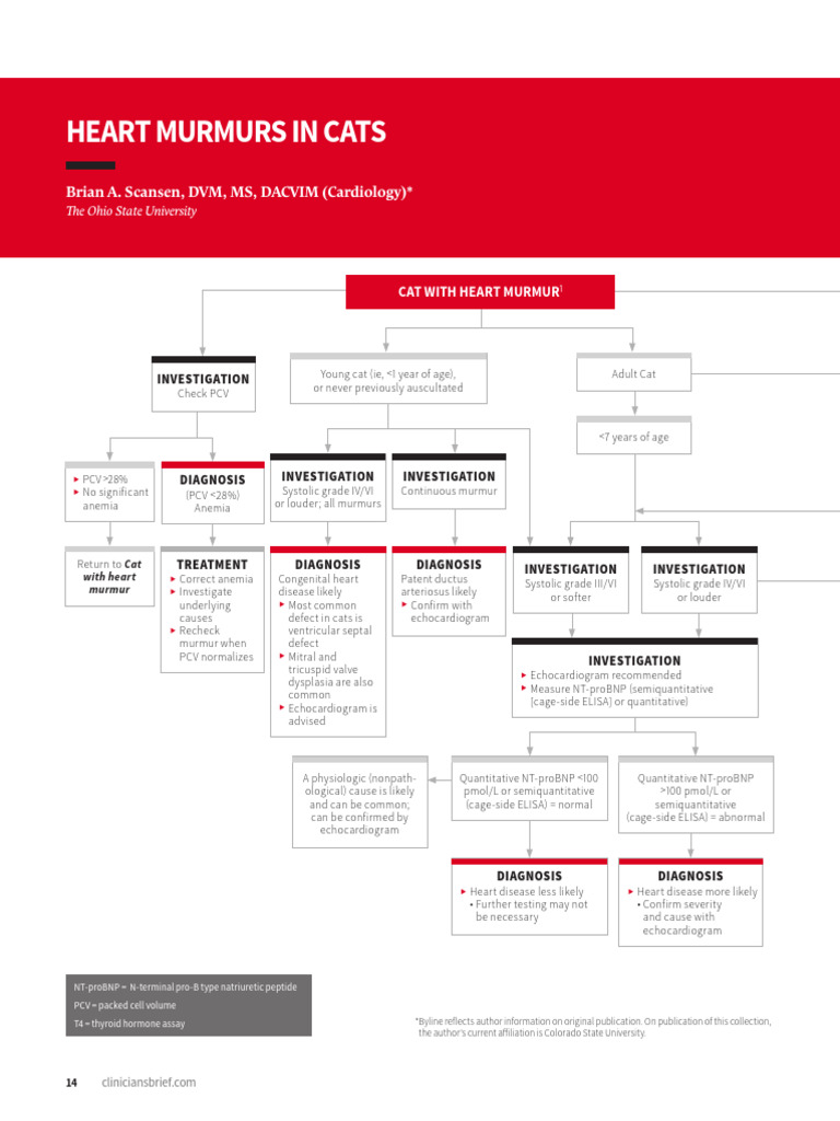 Heart Murmurs in Cats | PDF | Heart | Echocardiography