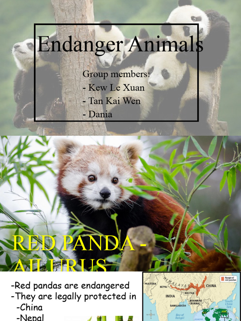 Endangered Animals | PDF