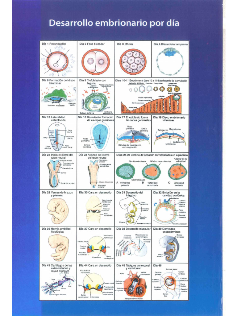 Desarrollo Embrionario Por Día | PDF