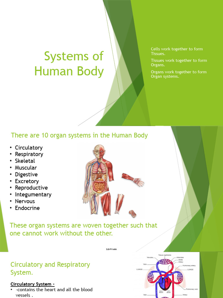 Systems of Human Body | PDF | Muscle | Human Body