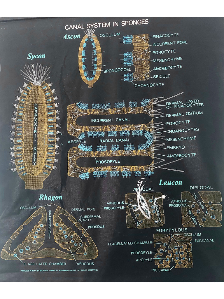 Canal System in Sponges | PDF