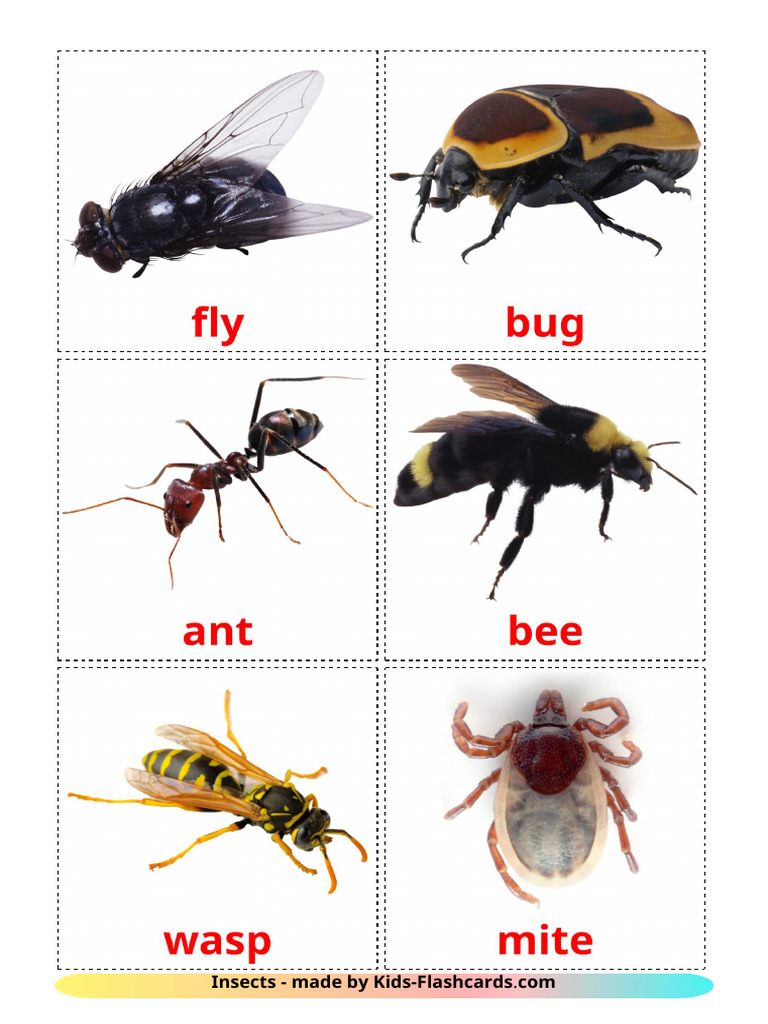 Insects 6 A4 | PDF