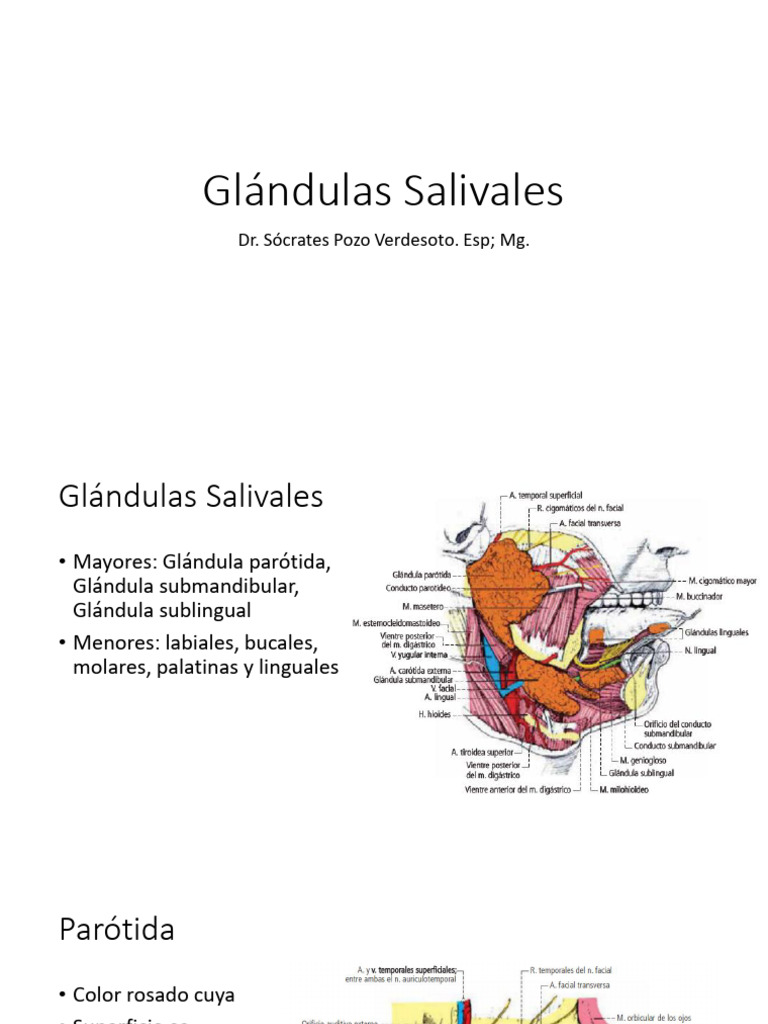 Glandulas Salivales PAROTIDA | PDF | Sistema musculoesquelético ...