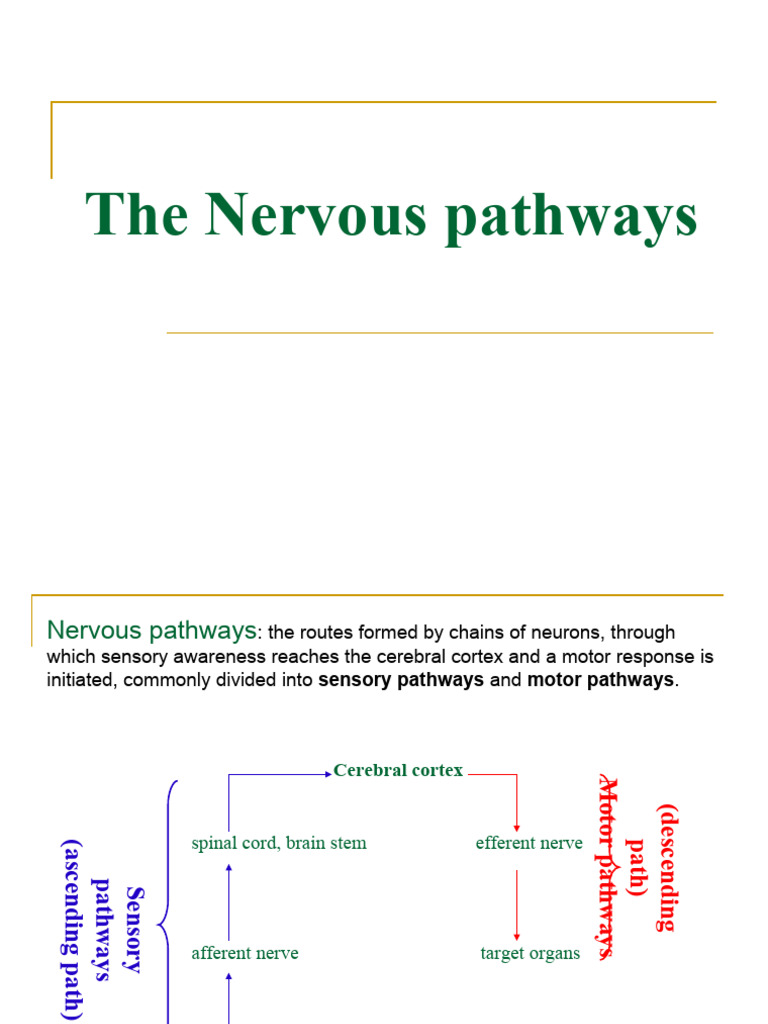 Pathway | PDF | Spinal Cord | Thalamus