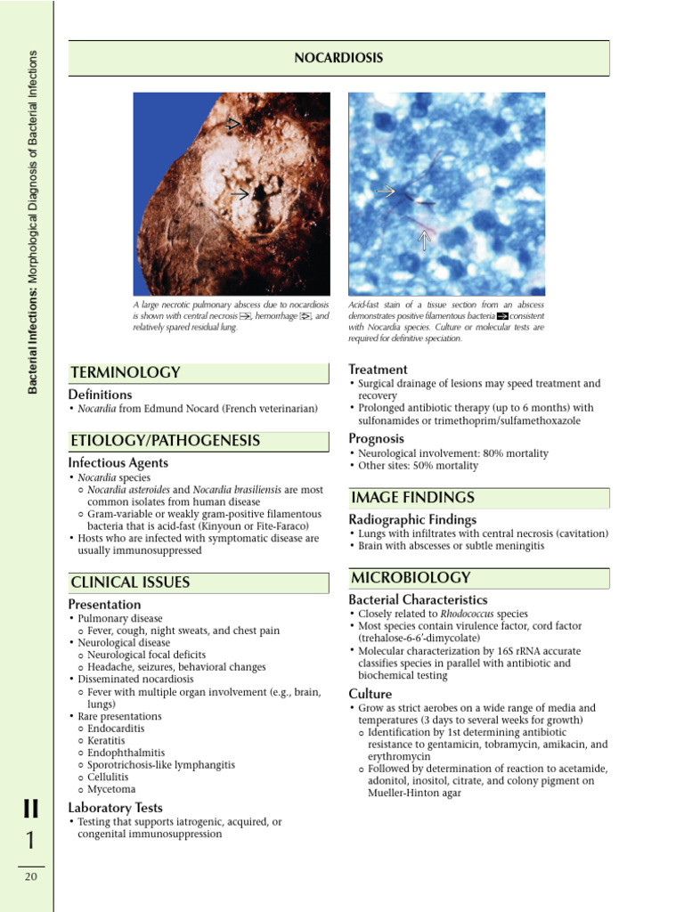 Nocardiosis | PDF | Infection | Epidemiology