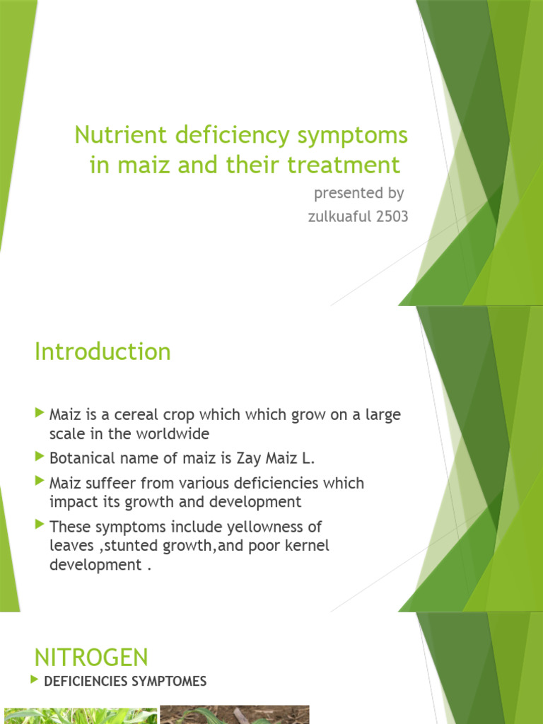 Zulkuaful Sumra Maiz Deficiency | PDF