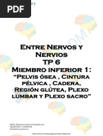 Tróclea - Qué Es, Significado, Ubicación, Función y Lesiones | PDF ...