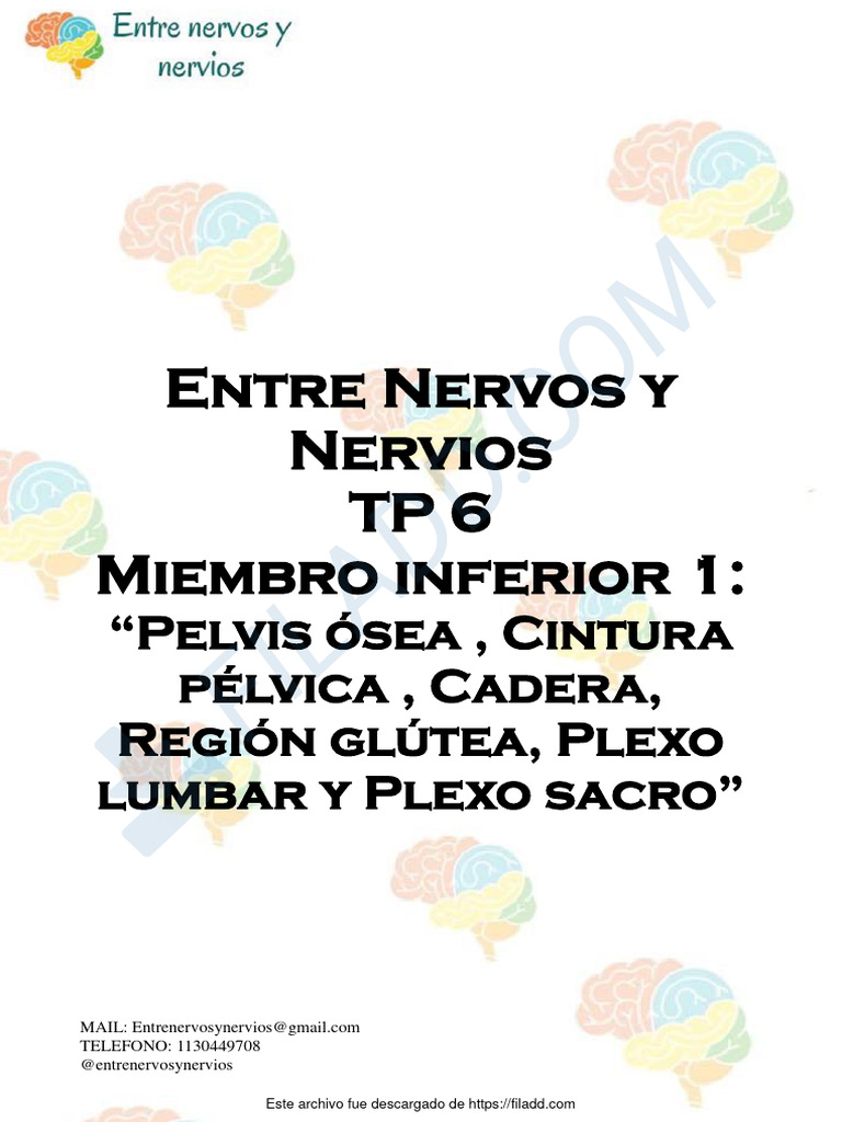 Anatomía del Miembro Inferior: Pelvis y Fémur | PDF | Sistema ...