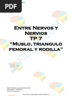 Tróclea - Qué Es, Significado, Ubicación, Función y Lesiones | PDF ...