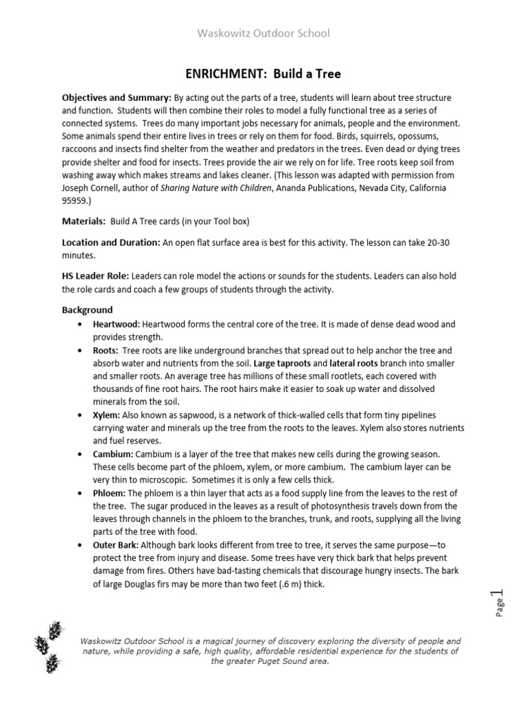Build a Tree Activity for Students | PDF | Trees | Root