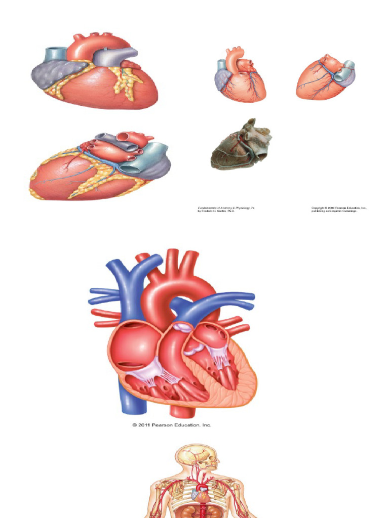 #1 Circulatory Structures & Essential Oil Worksheet | PDF #1 Circulatory Structures & Essential Oil Worksheet | PDF
