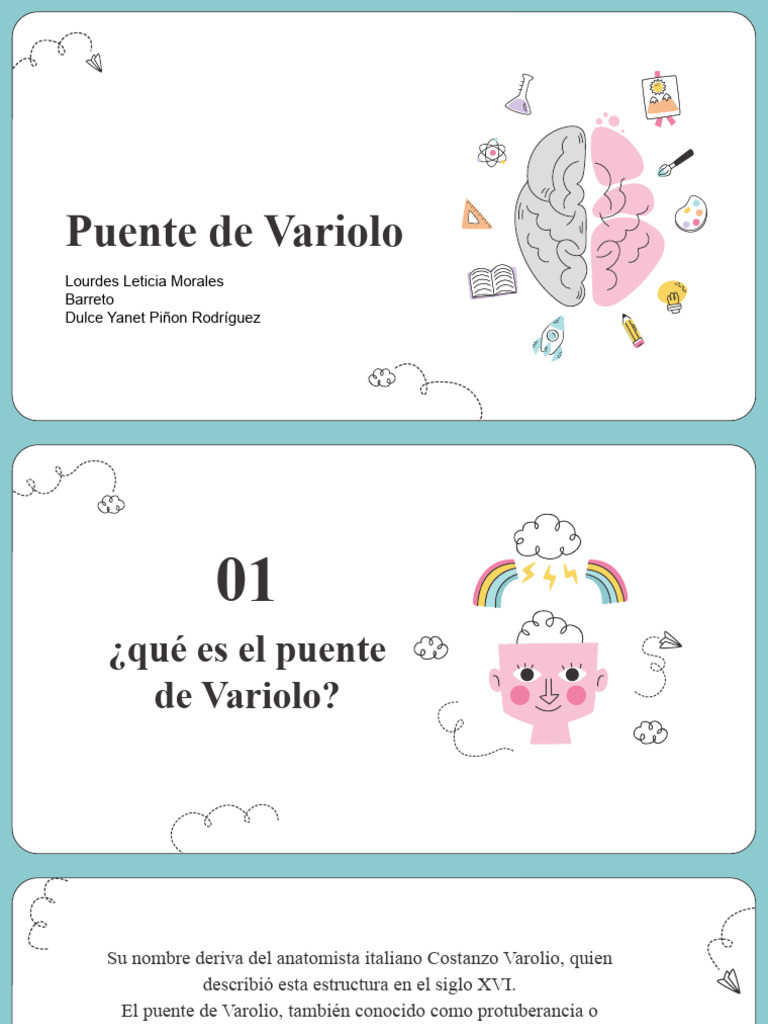 Funciones y Estructura del Puente de Varolio | PDF | Cerebro | Anatomía