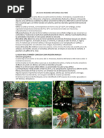 Selva Alta, Sus Características, Flora y Fauna | PDF | Deforestación ...