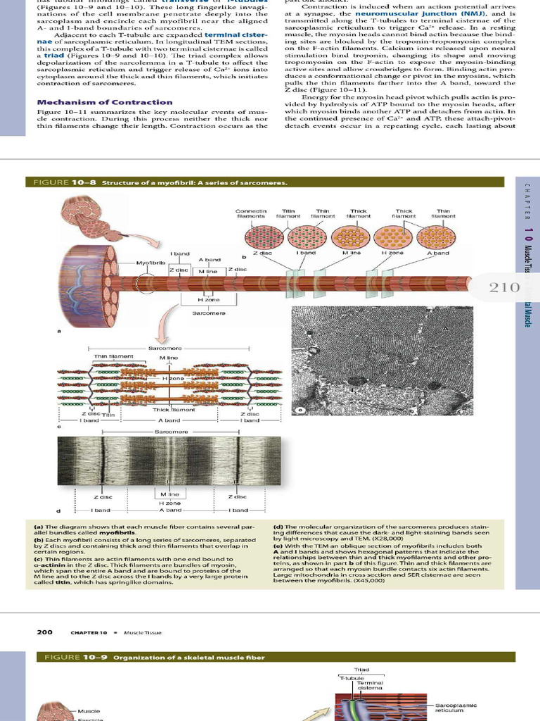Actin and Myosin in Cardiac Myocyte | PDF