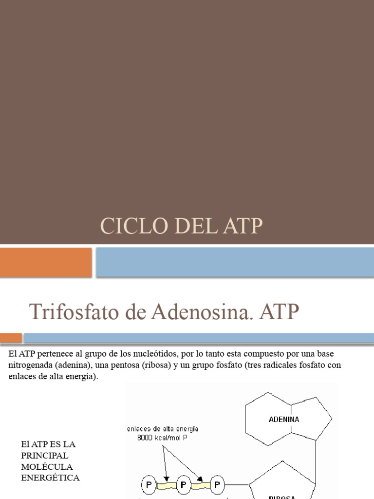 Ciclo Del Atp | PDF | Trifosfato de adenosina | Fosfato