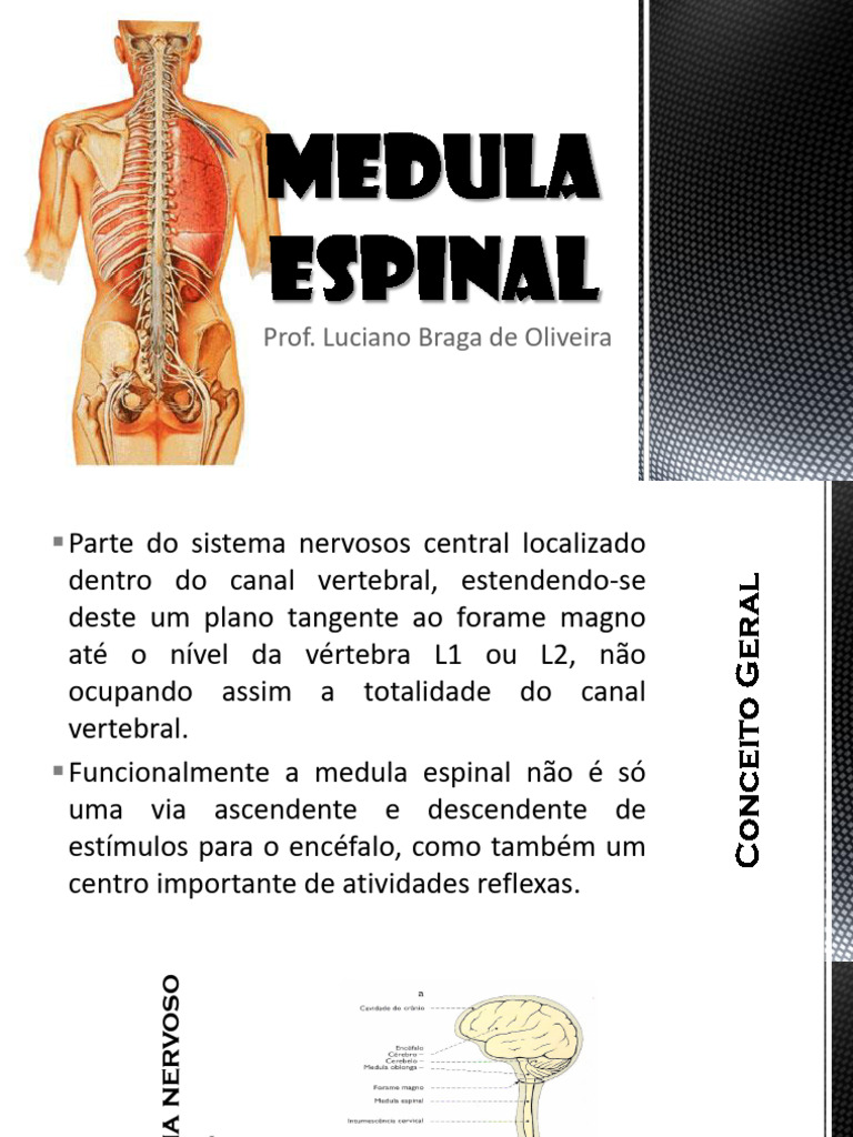 3 - Neuroanatomia Morfologia Externa Da Medula Espinal | PDF | Medula ... 3 - Neuroanatomia Morfologia Externa Da Medula Espinal | PDF | Medula ...