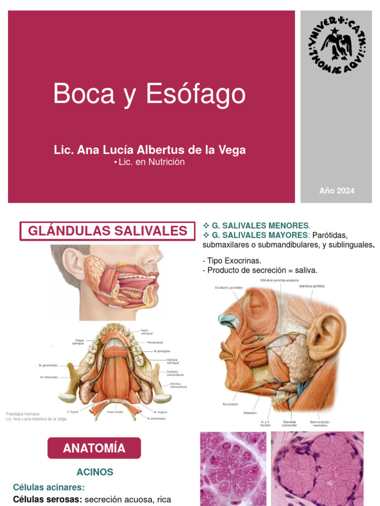 Clase Fisiología 2024 - BOCA Y ESÓFAGO | PDF | Saliva | Sistema digestivo