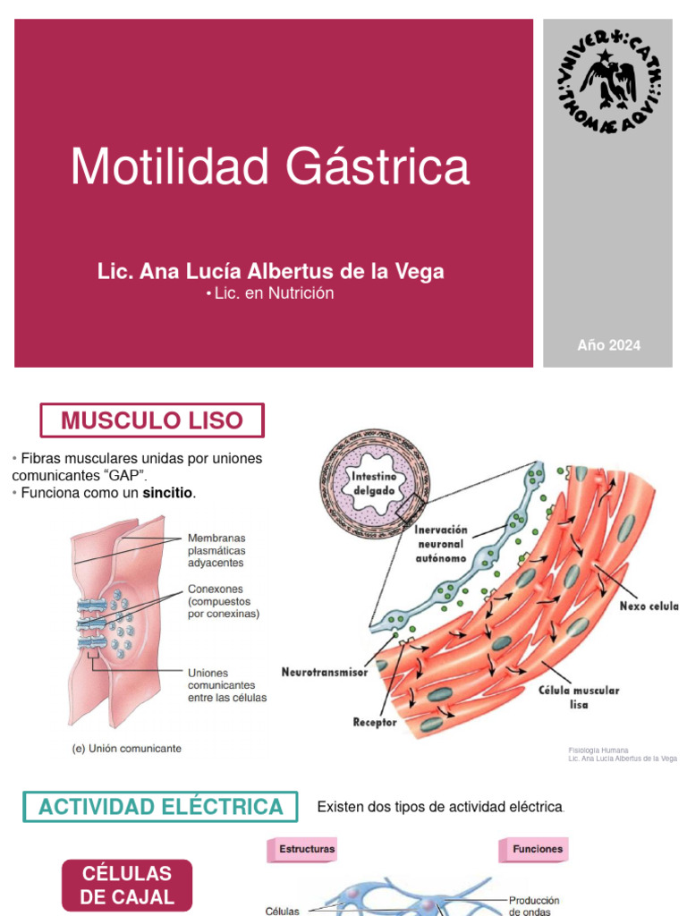 Fisiología de la Motilidad Gástrica | PDF | Estómago | Gastroenterología