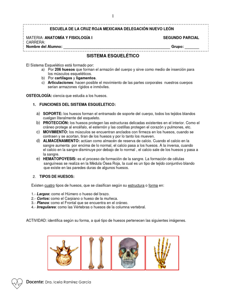 ANATOMIA I-2°P-S.Esqueletico-Muscular | PDF | Articulación | Vértebra