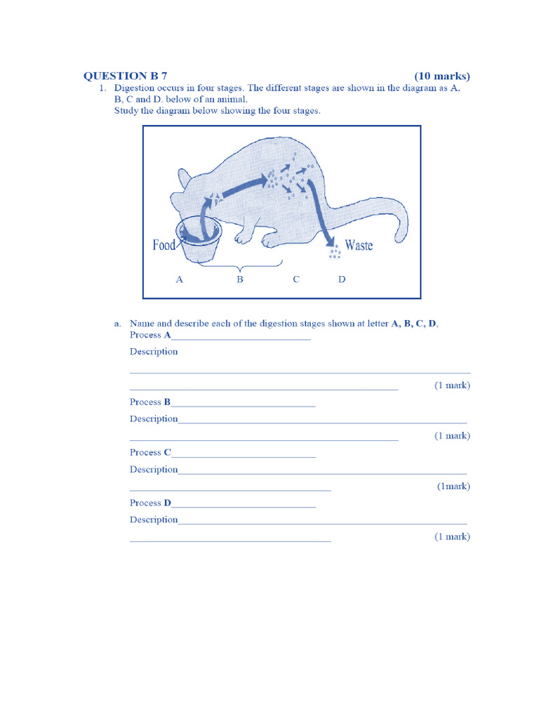Digestive System | PDF