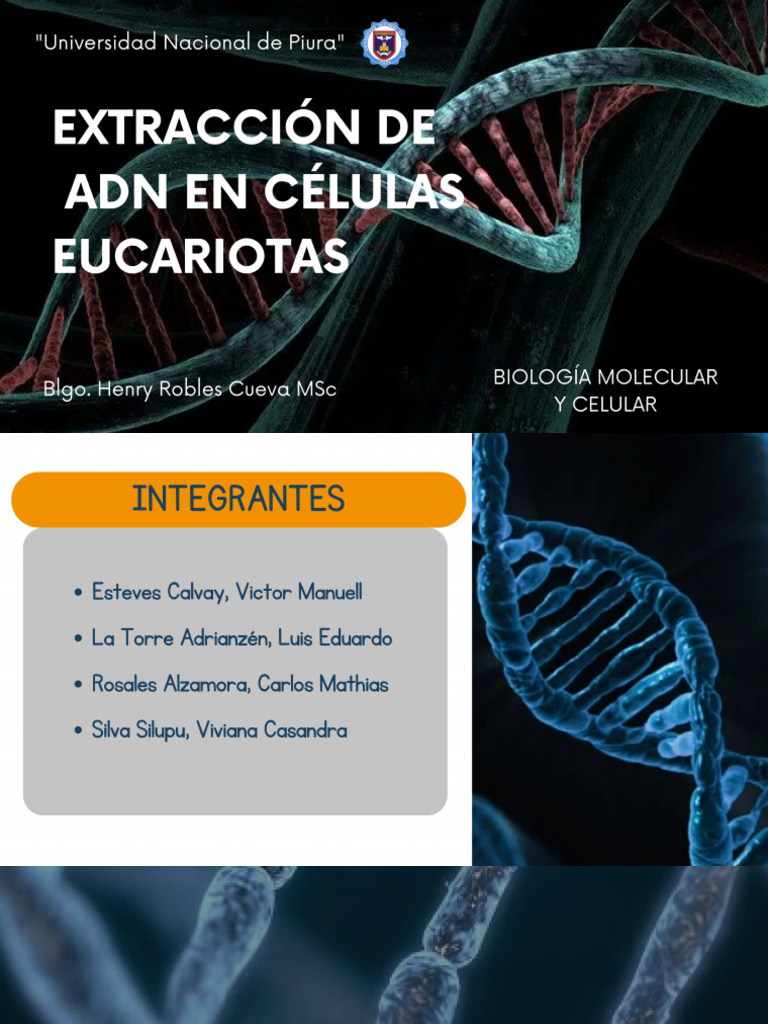 Presentación Biología Organización Del Ácido Desoxirribonucleico (ADN) Ilustrativo Azul | PDF