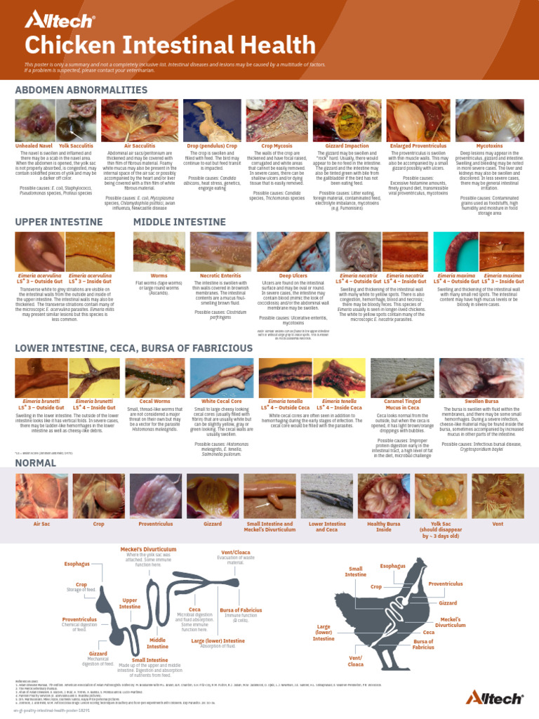 En GL Poultry Intestinal Health Poster 18291 0 | PDF | Digestion ...