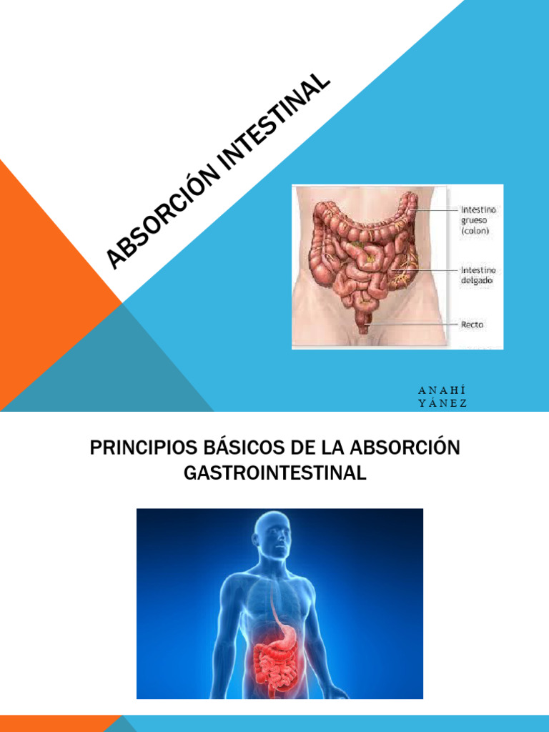 Absorción Intestinal | PDF | Digestión | Tracto gastrointestinal