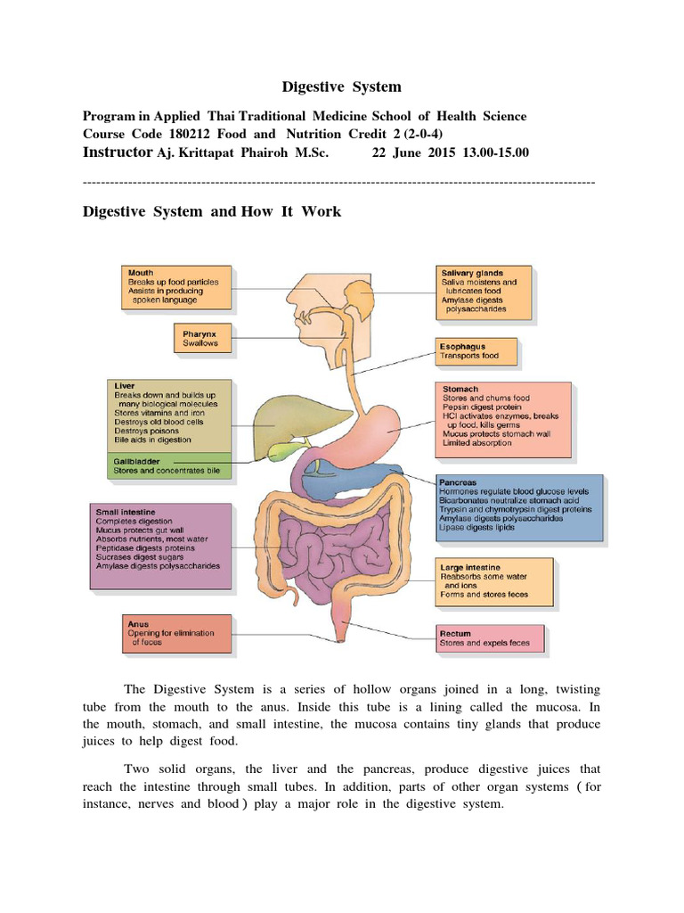 How Is Food Digested | PDF | Digestion | Human Digestive System