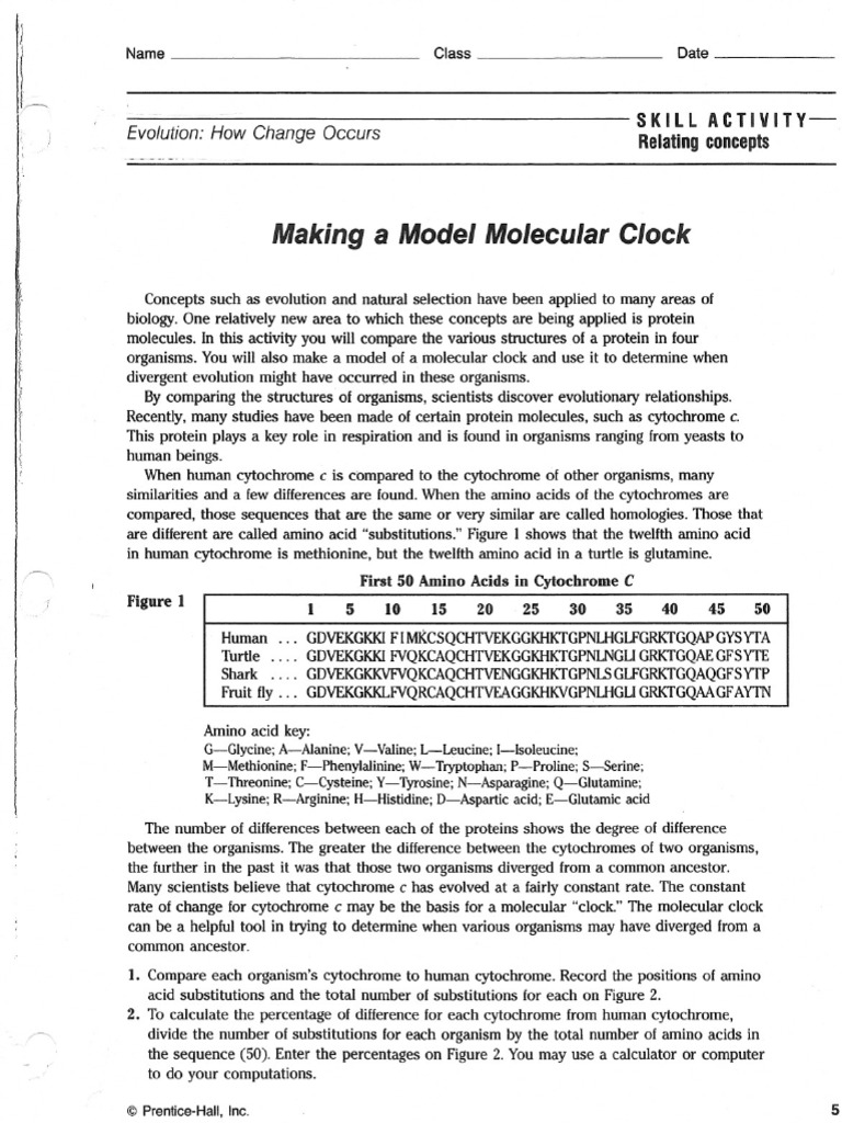 Molecular Clocks Ws | PDF