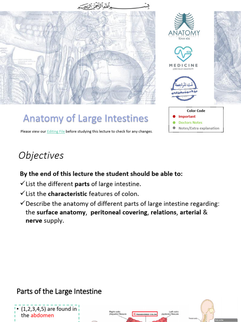 Anatomy of the Large Intestine Explained | PDF | Large Intestine ...