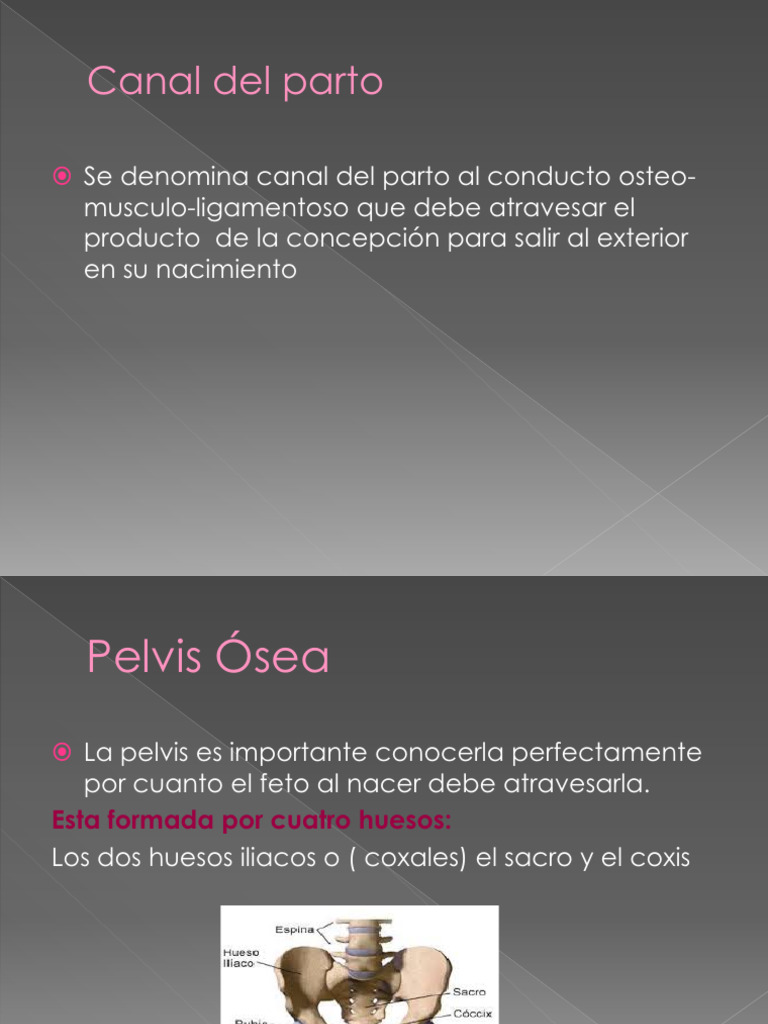 Anatomía del Canal del Parto | PDF | Pelvis | Sistema musculoesquelético
