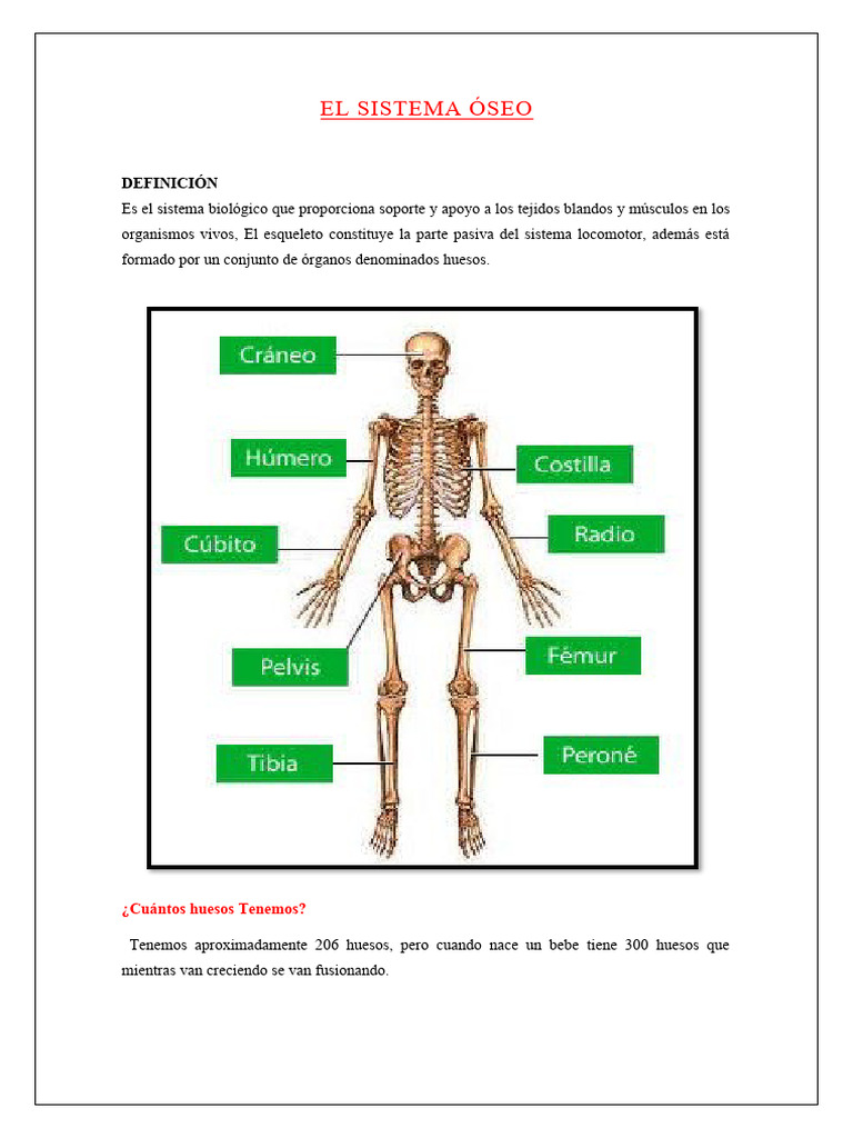 EL SISTEMA ÓSEO Completo | PDF | Esqueleto | Hueso