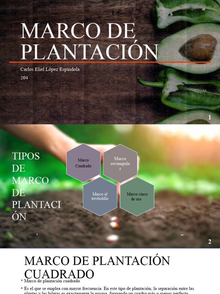 Marco DE Plantación | PDF | Aceituna | Agricultura